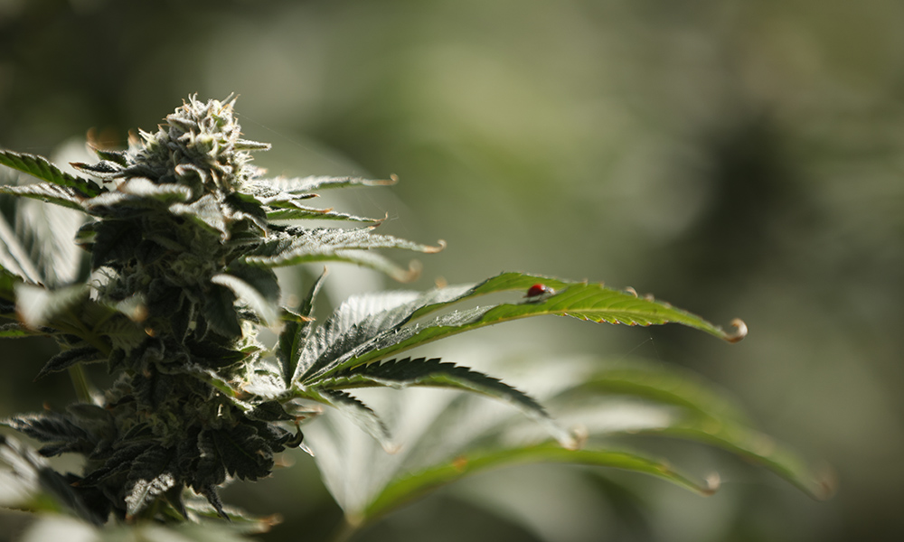 How Autumn Brands Is Redefining Premium Cannabis - Dope Dispatch